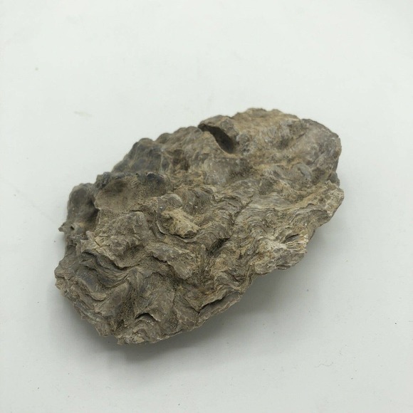 Art | Fossil Bivalve Disparilis Reveneliana Big 45 Oyster Shell | Poshmark